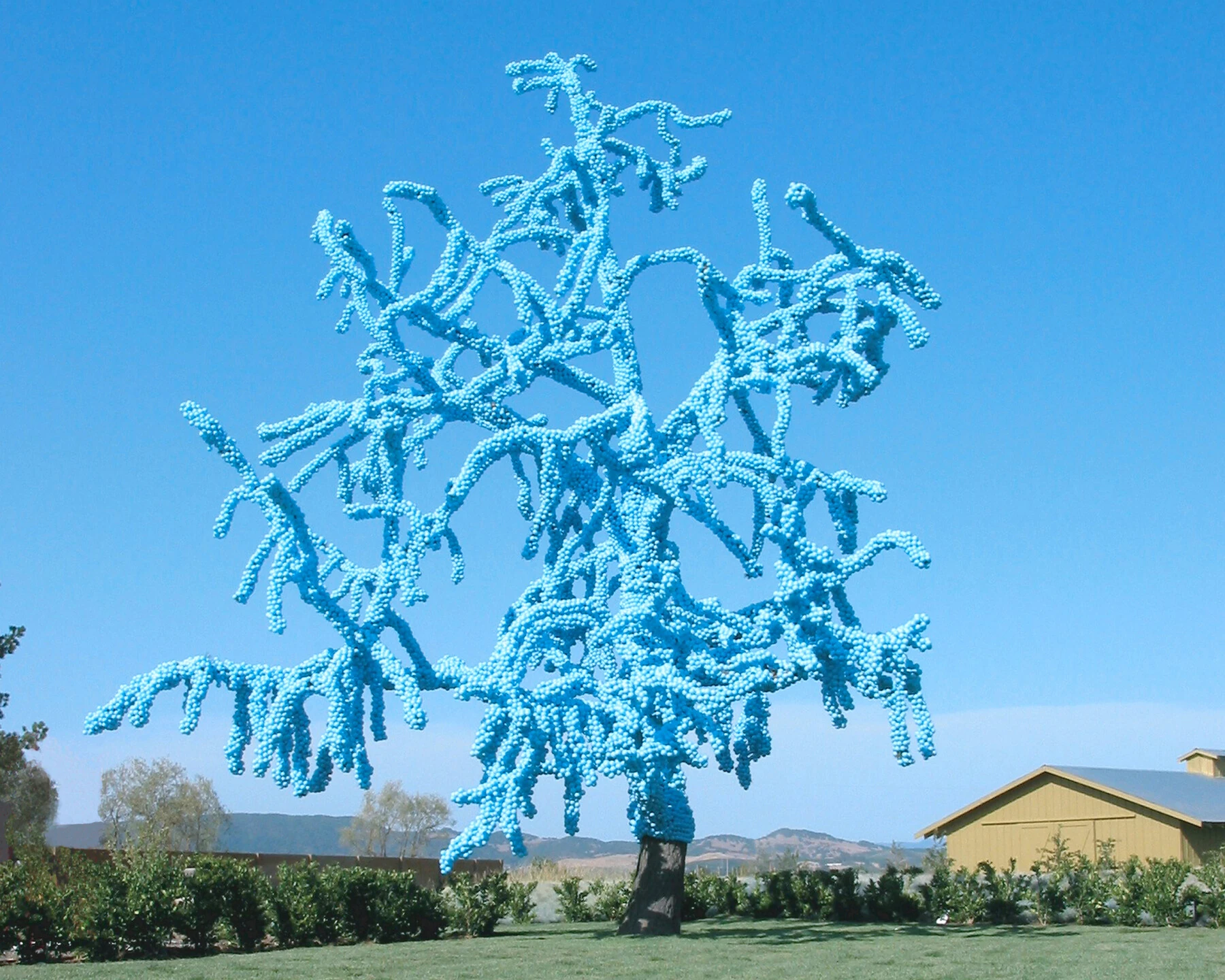 L’arbre bleu – CCxA