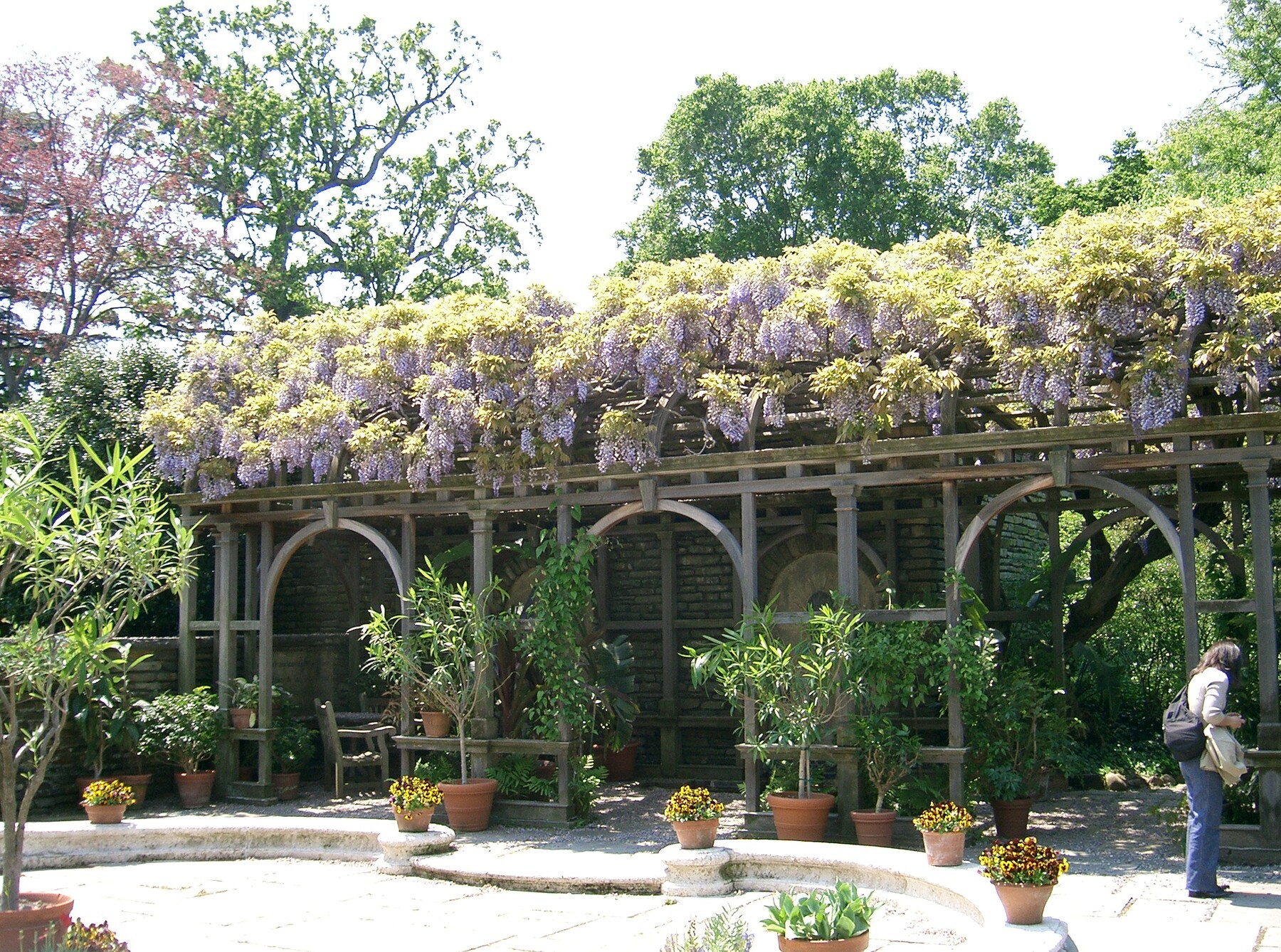 Pergola – CCxA