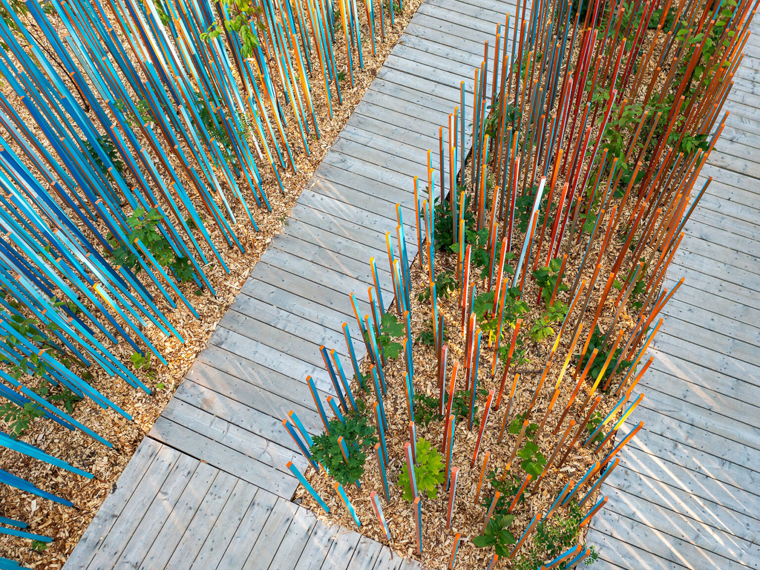 Blue Stick Forest – CCxA